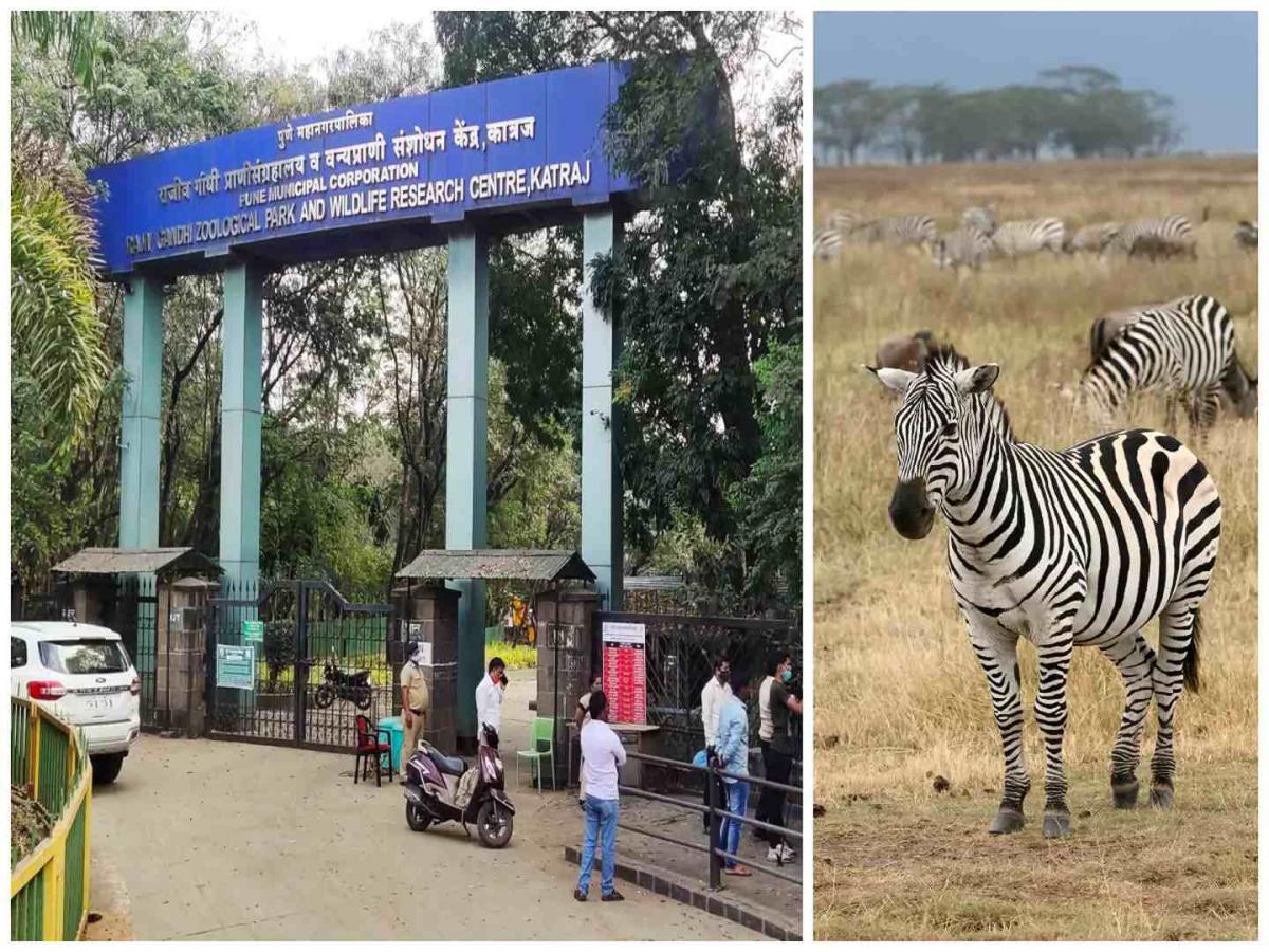 कात्रज प्राणी संग्रहालयाचे तिकीट आता ऑनलाईन मिळणार Pune Marathi News ...