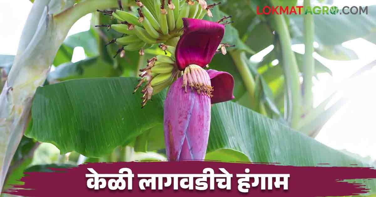 केळी पिकामध्ये फुल बाहेर पडण्याच्या व घड काढणीच्या वेळेनुसार कसे कराल ...