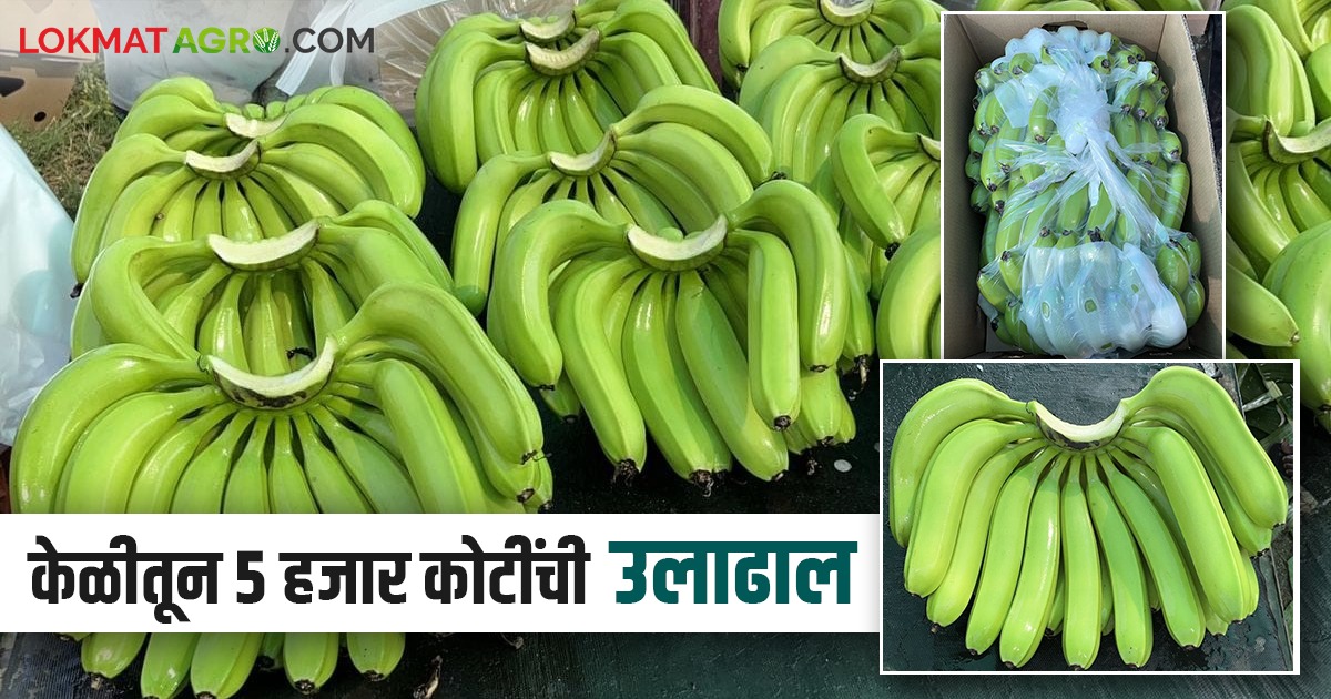 केळी निर्यातीत सोलापूर जिल्ह्यातील ही दोन गावं जगाच्या नकाशावर; वाचा ...