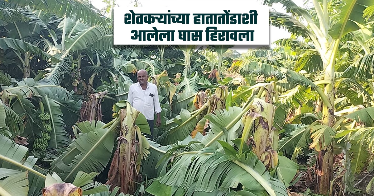 Nanded: उन्हाच्या तडाख्यात मोठ्या कष्टाने जगवलेल्या केळीच्या बागा ...