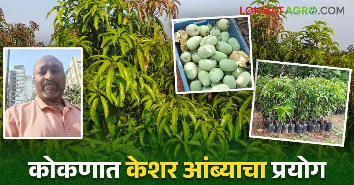 Kesar Mango Cultivation : रंगकर्मी श्रीकांत यांनी केशर आंब्याची इस्राइल ...