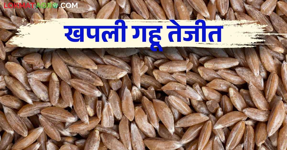 Gahu Bajar Bhav : बारामतीच्या सुपे उपबाजारात या शेतकऱ्याच्या खपली ...