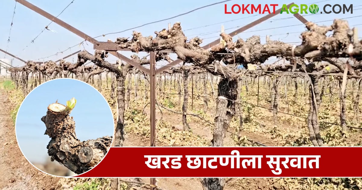 Draksh Chatani : सांगली भागात द्राक्षाच्या खरड छाटणीला सुरवात; एकरी ...