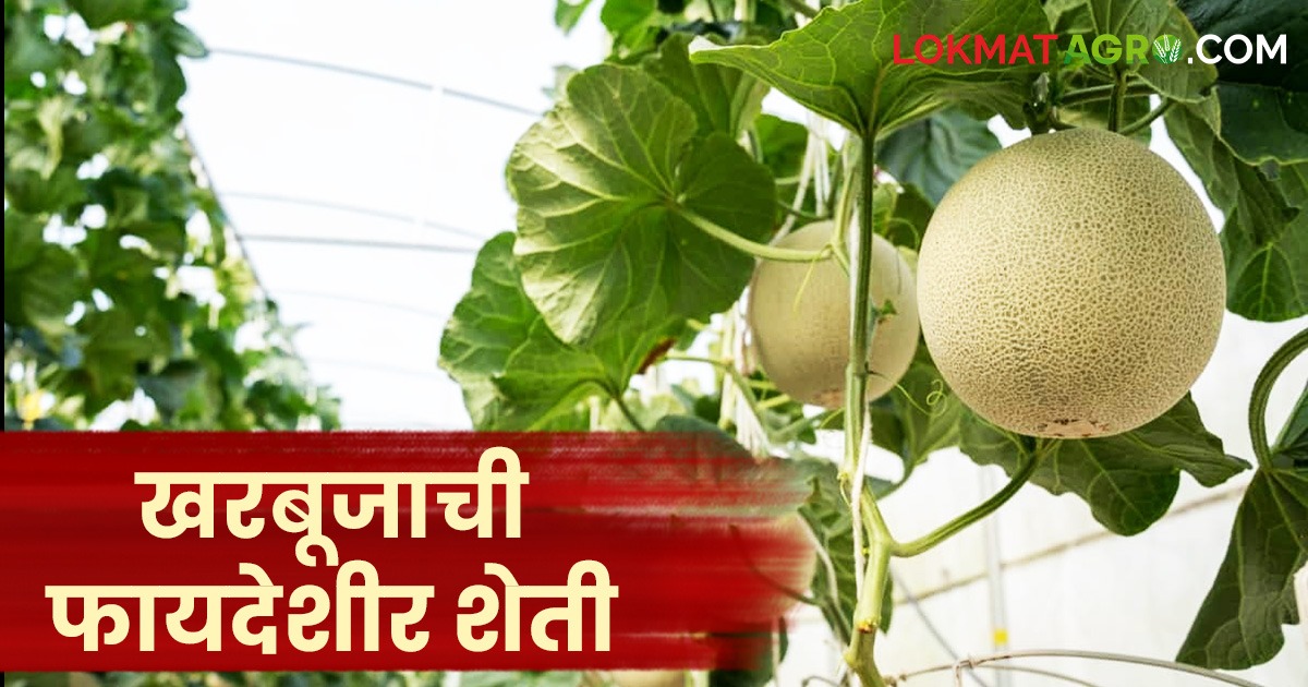 Kharbuj Farming : कमी वेळेत जास्त उत्पादन देणारी खरबुजाची शेती ...