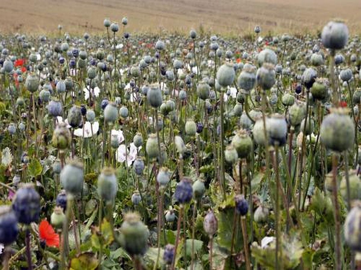 बंदी असलेले पीक घेण्याची मिळाली शेतकऱ्यांना मुभा | Farmers were allowed ...