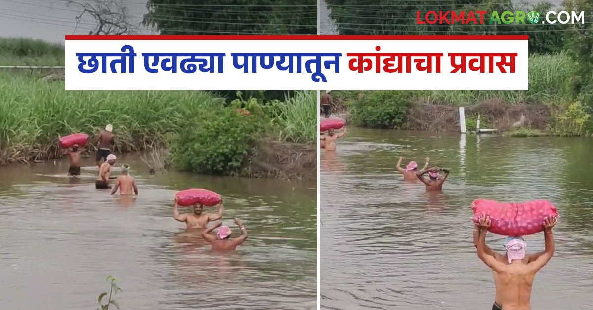 छाती एवढ्या पाण्यातून कांदा आणला विक्रीला; यंदा तरी आमच्या कष्टाचं सोनं ...