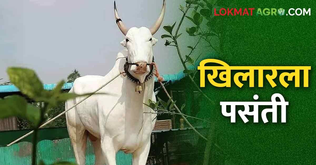 Khilar खिलार बैलाला स्पर्धेसाठी व शर्यतीसाठी मोठी मागणी | Khilar Bull ...