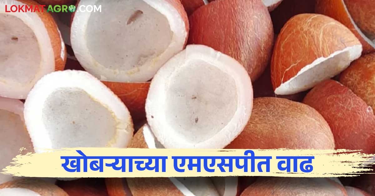 Copra MSP : केंद्रीय मंत्रिमंडळाने २०२५ च्या हंगामासाठी खोबऱ्याचा किमान ...