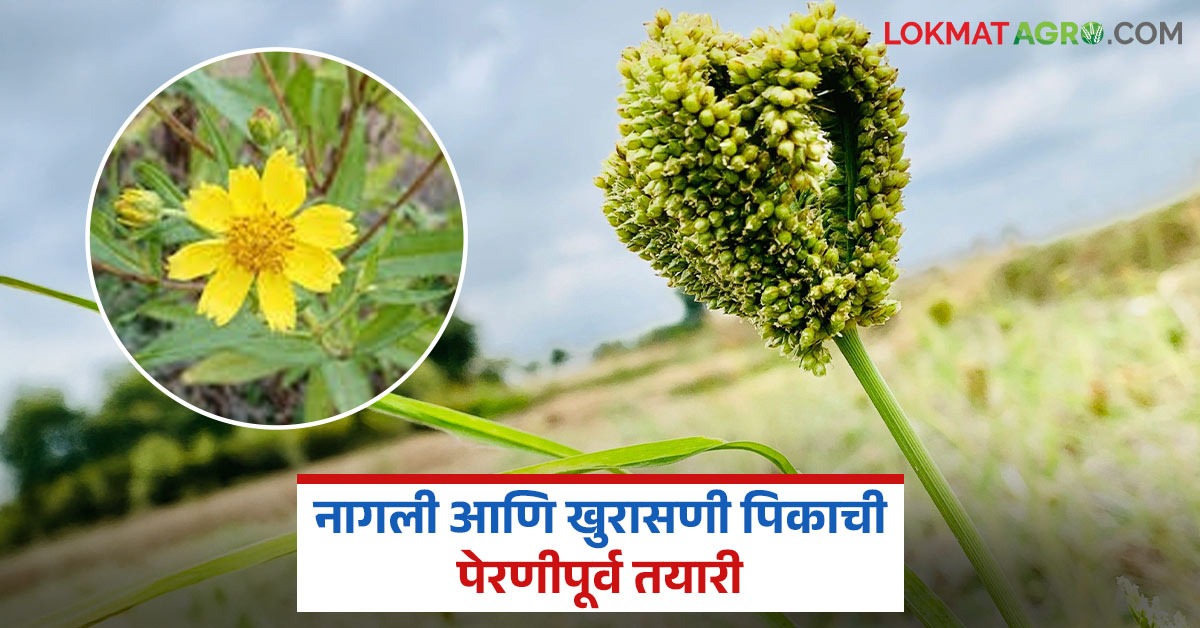 Agriculture News : नागली आणि खुरासणी पिकांसाठी 'हे' वाण फायदेशीर, वाचा ...