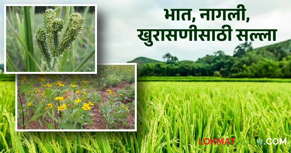 Paddy, Ragi Crops : भात, नागली, खुरासणी पिकाची अशी घ्या काळजी? जाणून ...