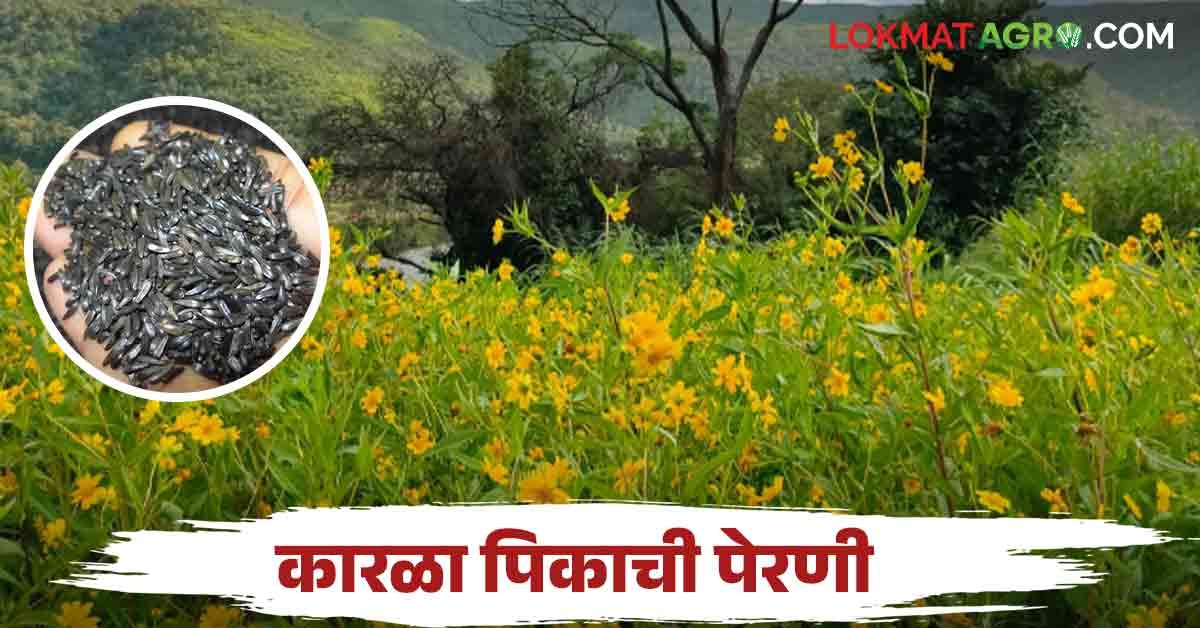 Karala Lagavd : कारळा पिकाची सुधारित वाणाने कशी कराल पेरणी? | Karala ...
