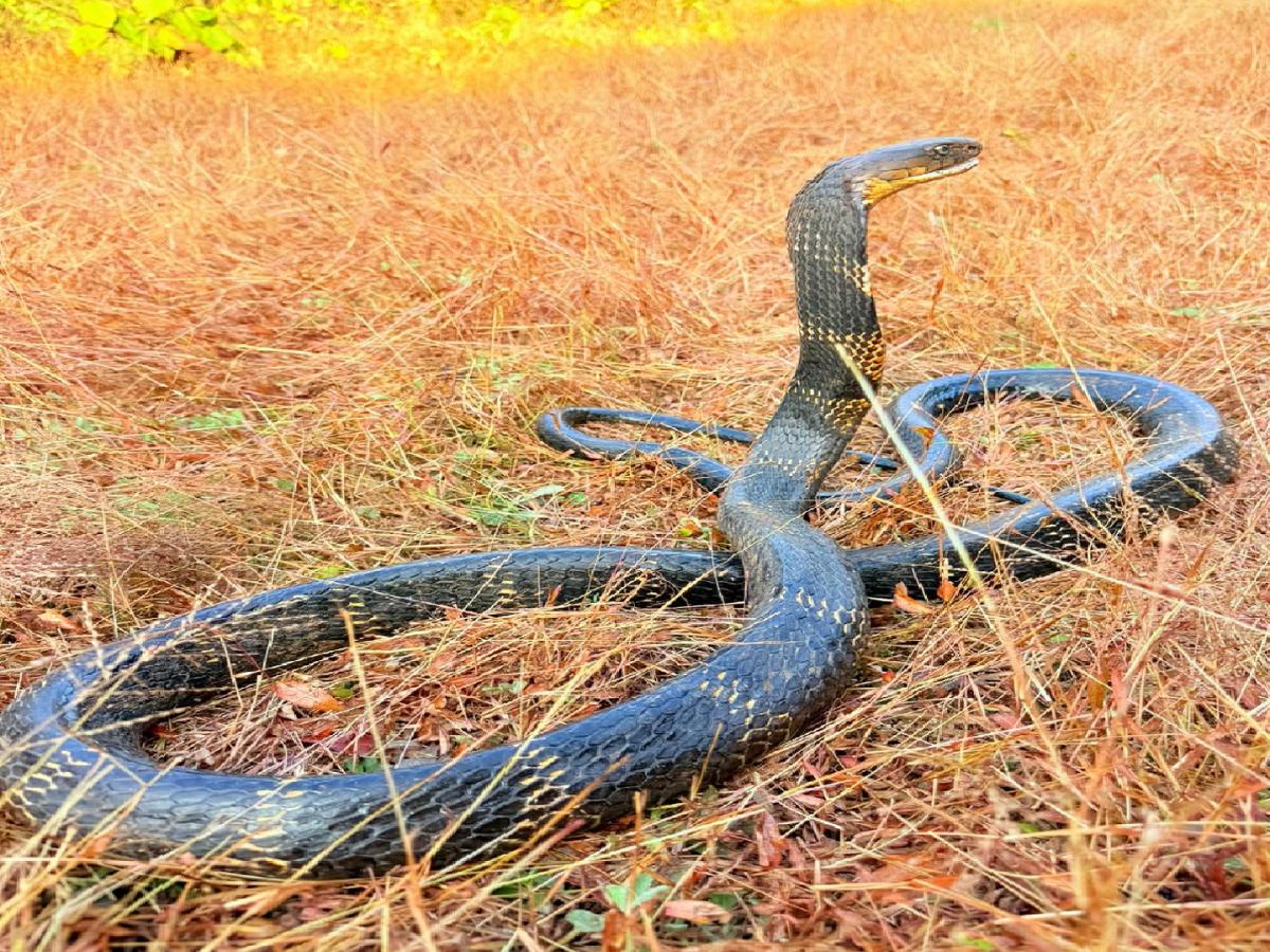 Kolhapur News: गुडवळेजवळ आढळला साडे नऊ फूट लांबीचा किंग कोब्रा Kolhapur ...