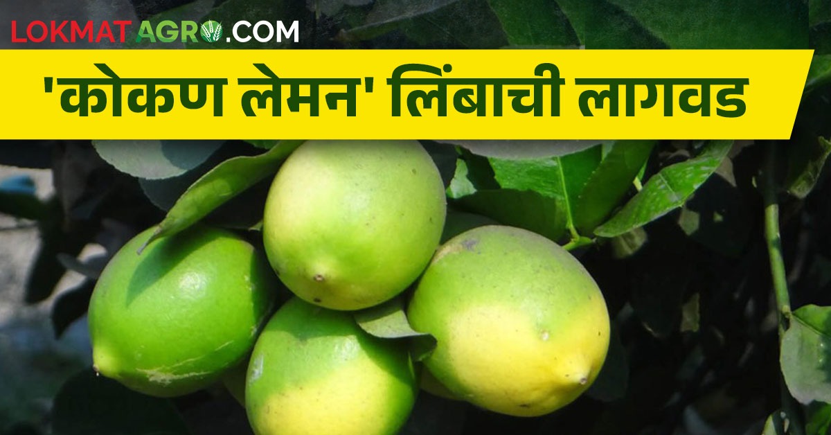 बागायतीत आंतरपिकासाठी 'कोकण लेमन' फायदेशीर | For intercropping in ...