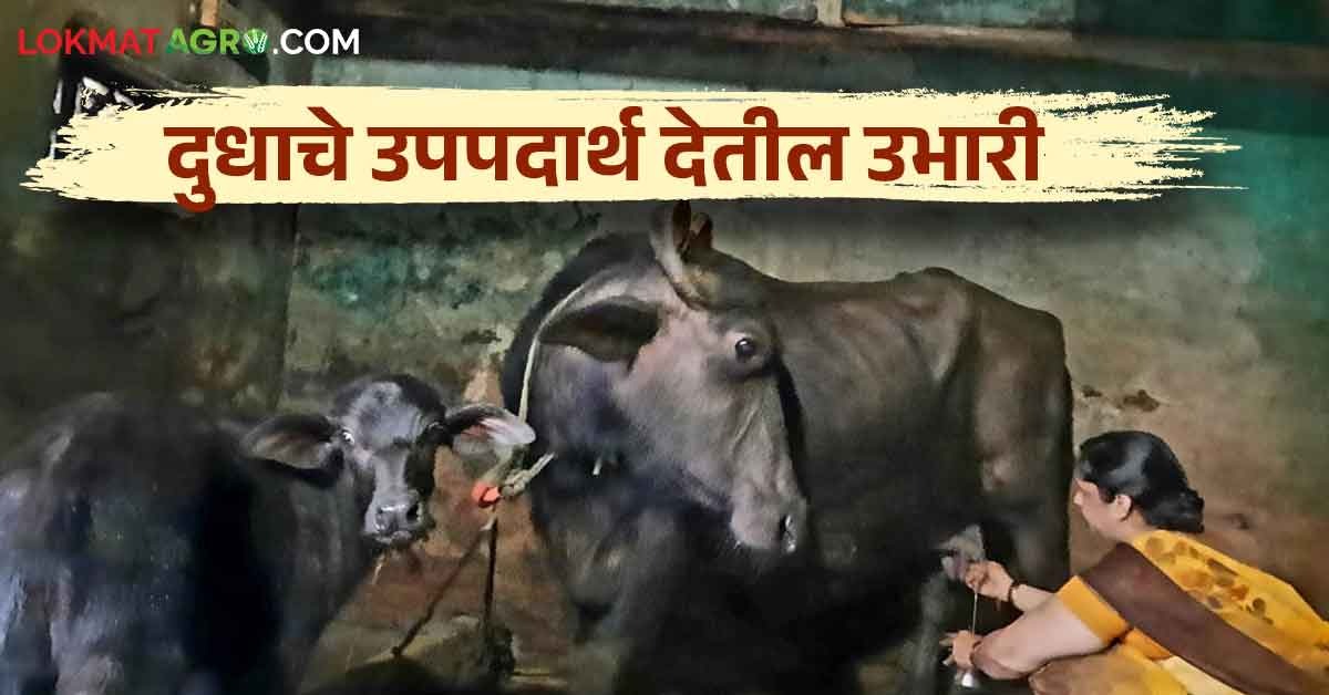 शेतकऱ्याच्या अर्थकारणाला उभारी देणारा कोल्हापूर दूध व्यवसायाचा हटके ...