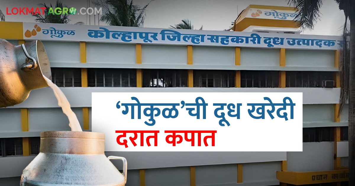 'गोकुळ'ने केली कार्यक्षेत्राबाहेरील म्हैस, गाय दूध खरेदी दरात कपात | 'Gokul' dairy reduced the ...