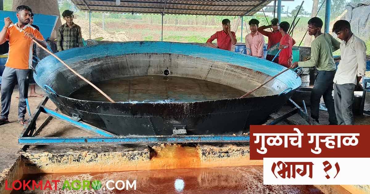 कर्नाटकातील साखरमिश्रित गुळाच्या स्पर्धेत 'कोल्हापुरी' गूळ टिकणार का ...