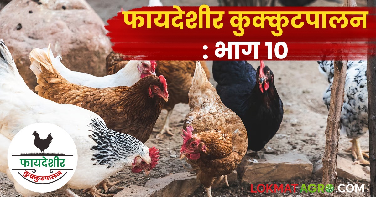 Poultry Farming : गिरीराज आणि स्वर्णधारा कोंबडीपेक्षा वनराजा कोंबडीपालन ...