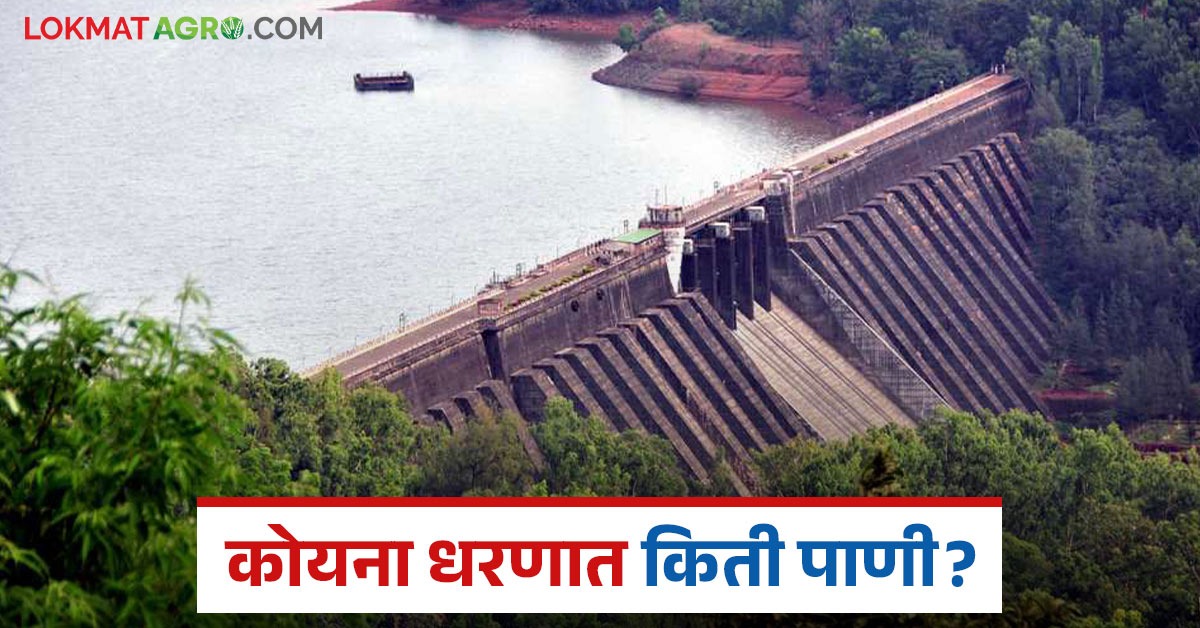 कोयना धरणातील पाणीसाठ्यात झपाट्याने वाढ; धरणात झाला किती पाणीसाठा ...