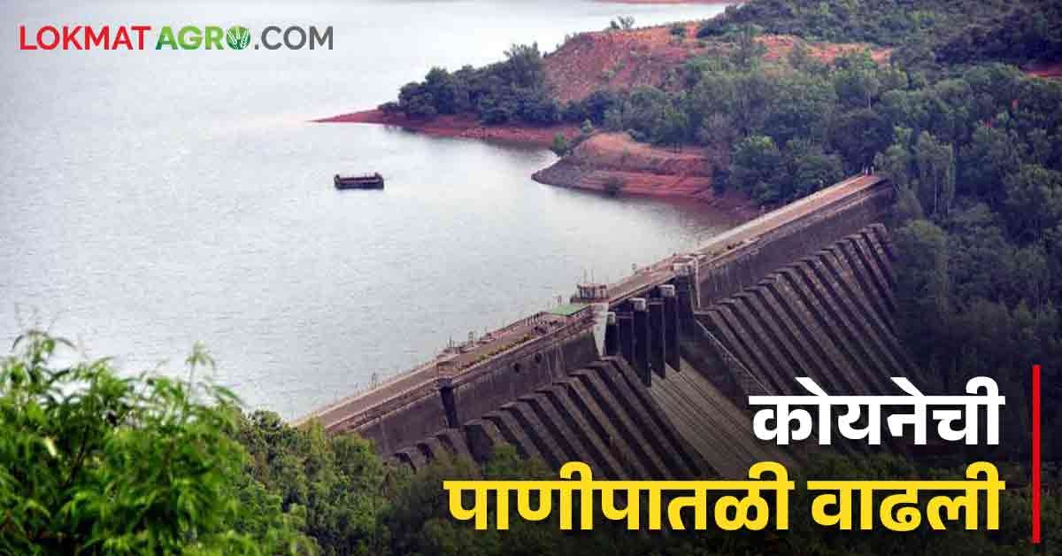 Koyna Dam Water: कोयना धरणात मागील २२ दिवसांत आलं किती टीएमसी पाणी ...