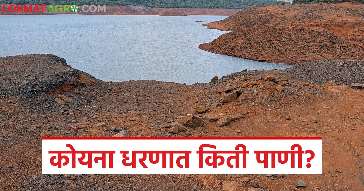 कोयना धरणातील पाणीसाठा चिंताजनक पातळीवर; शेतीसाठी खासगी पाणी उपशावर ...
