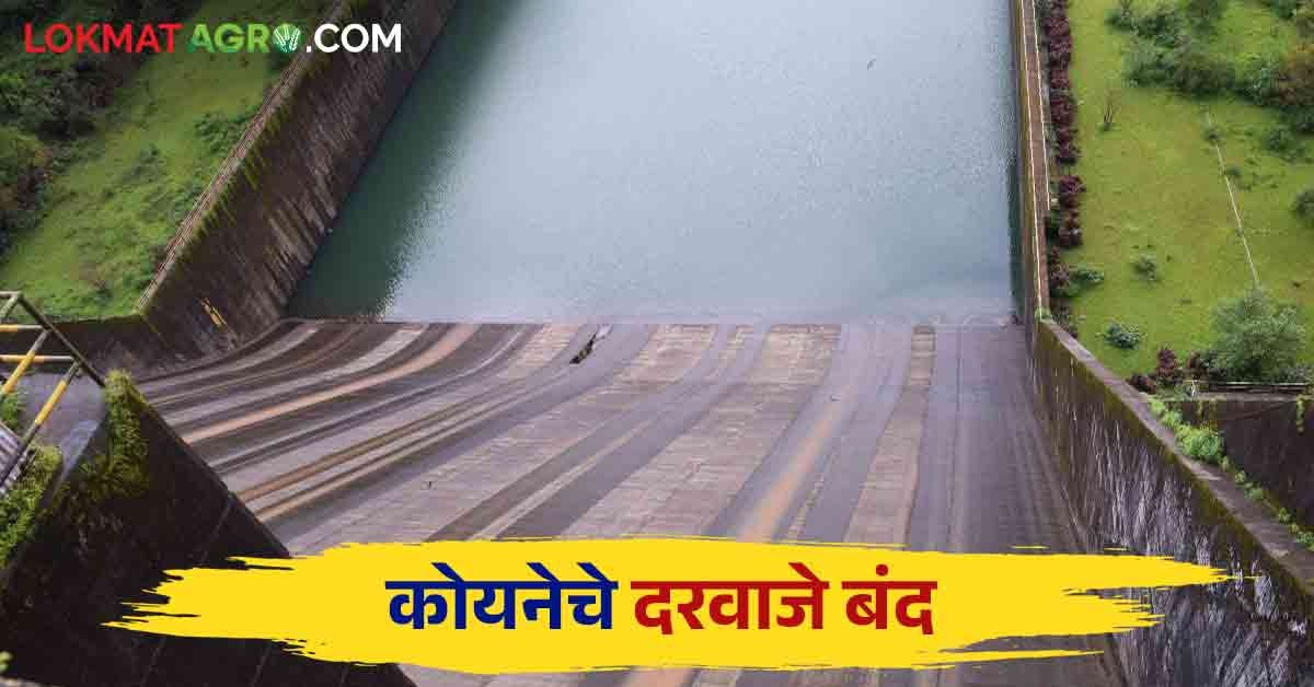 Koyna Dam Water Level: कोयनेचे दरवाजे १२ दिवसांनंतर बंद धरणात किती ...