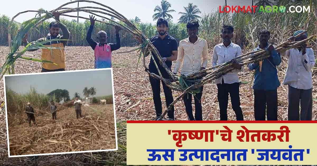 कृष्णा कारखान्याच्या जयवंत कृषी योजनेतून प्रयोगशील शेतकरी बनले लखपती ...