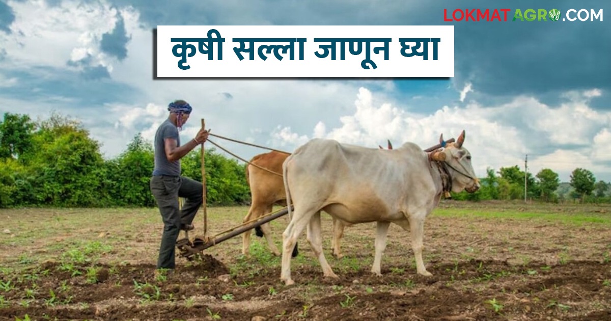 latest news Krushi Salla for Marathwada farmers