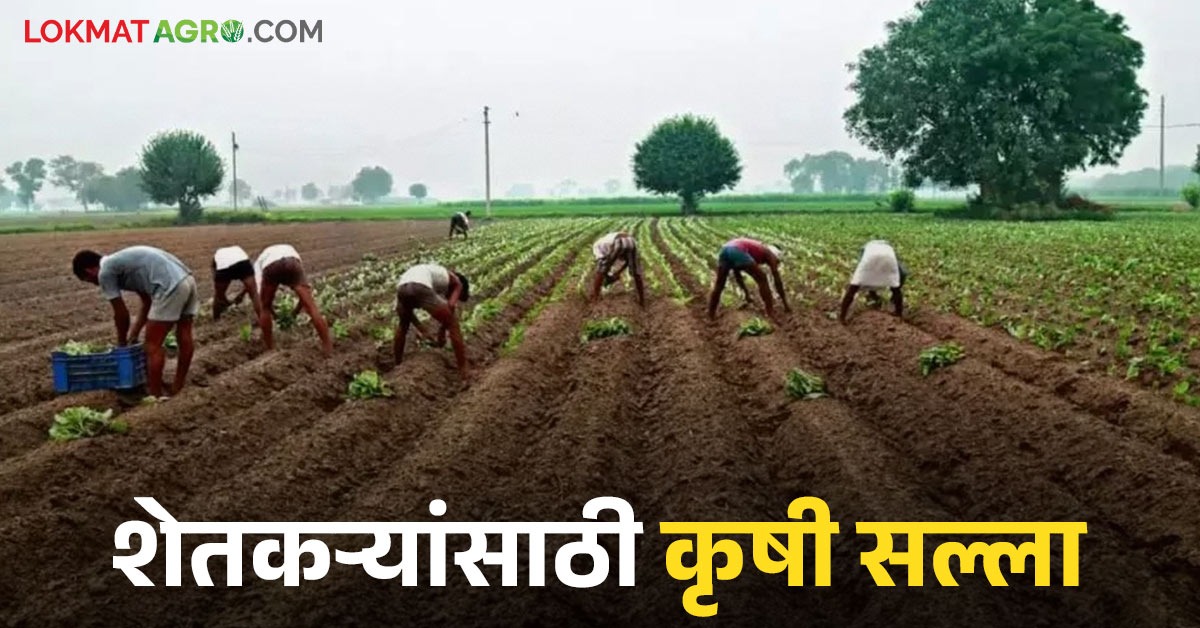 latest news Marathawada Farmers Agriculture University issued Krushi ...