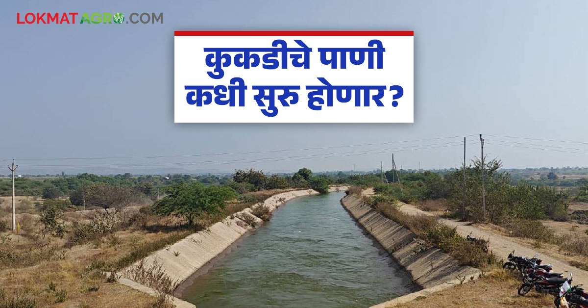 रब्बी हंगामातील पिकांसाठी कुकडीचे आवर्तन २० ते २५ डिसेंबर दरम्यान सुरु ...
