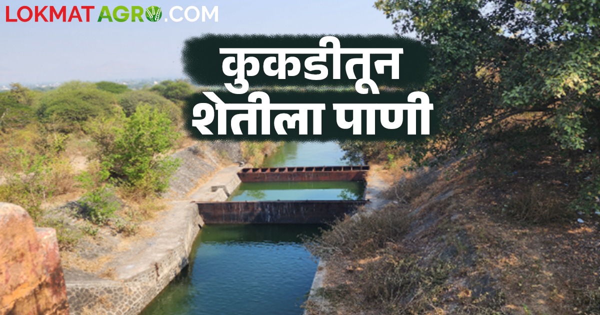 Kukadi Water Project : कुकडी प्रकल्पातून शेतीसाठी आवर्तन सोडले; किती ...