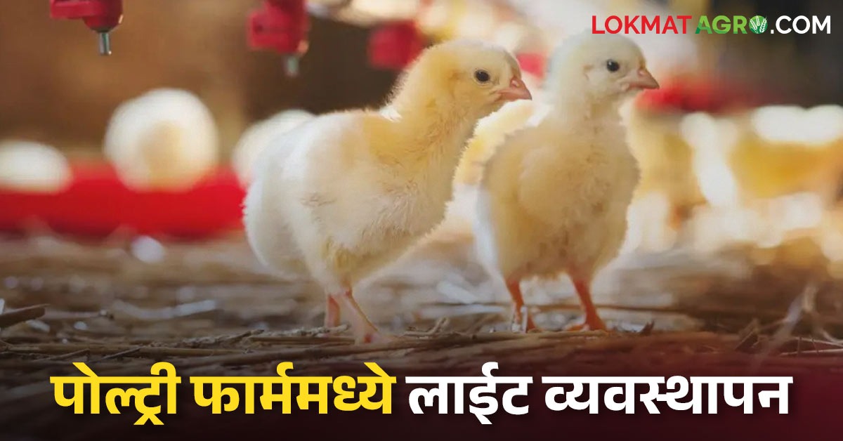 Poultry Farm Light Management : पोल्ट्री फार्ममध्ये कोणत्या प्रकारचा ...