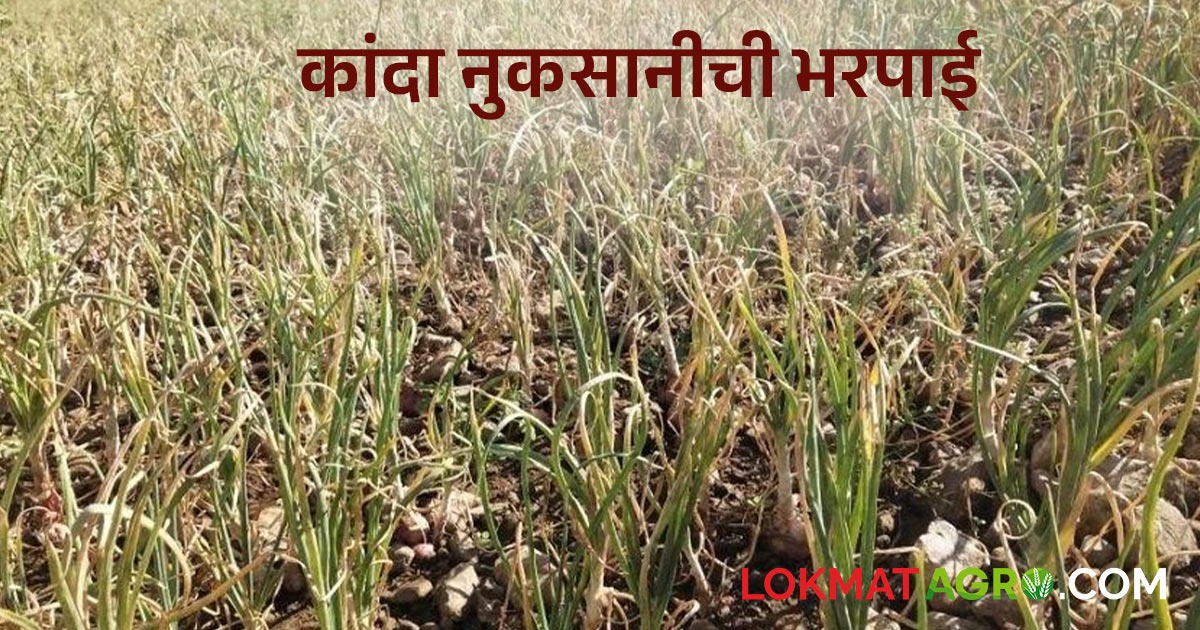 Kanda Bharpai : नुकसानग्रस्त कांद्याला प्रति एकरी 40 हजाराची भरपाई ...
