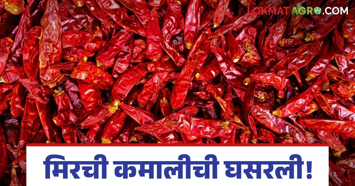 Mirchi Market : मिरचीच्या गावी घसरण, तर नागपूर, मुंबईत चांगला बाजारभाव ...