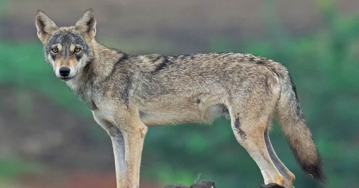 काय सांगता? कुत्रे आणि लांडग्यांमध्ये जैविक संकर! - Marathi News | what ...