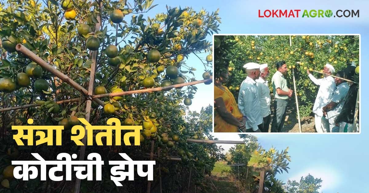 शेतकऱ्याचा नाद नाय करायचा! अहिल्यानगरच्या शेतकऱ्यांनी फुलवली दीड कोटी ...