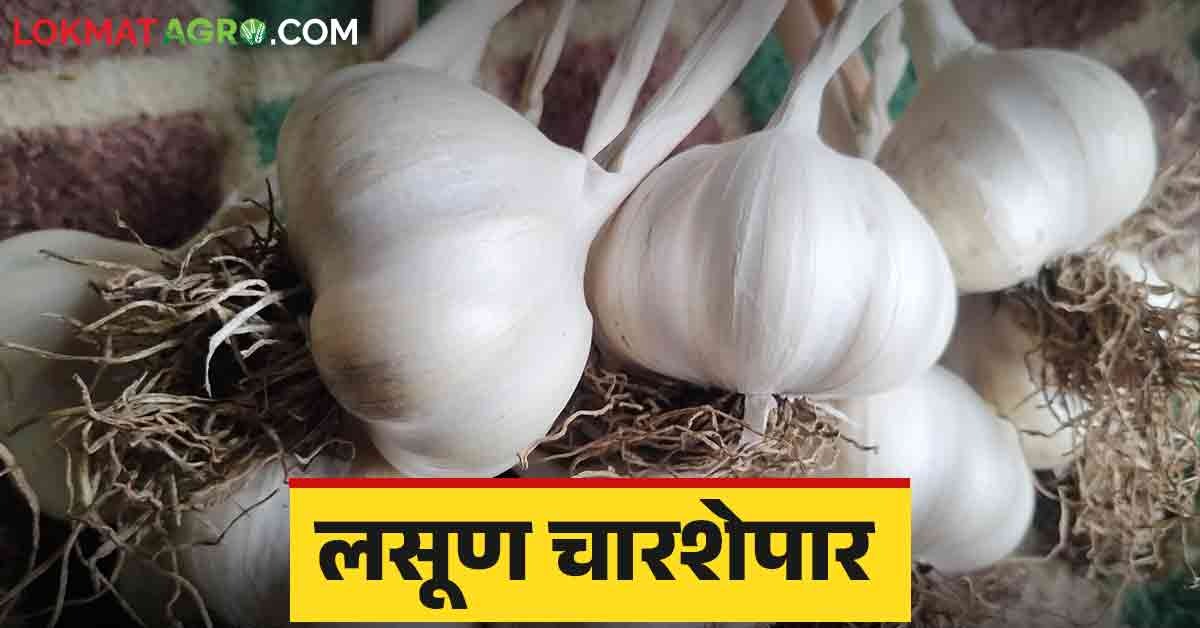 Lasun Bajar Bhav : लसूण बाजार आणखी दोन महिने तेजीत राहण्याचा अंदाज | Lasun Bajar Bhav : Garlic ...