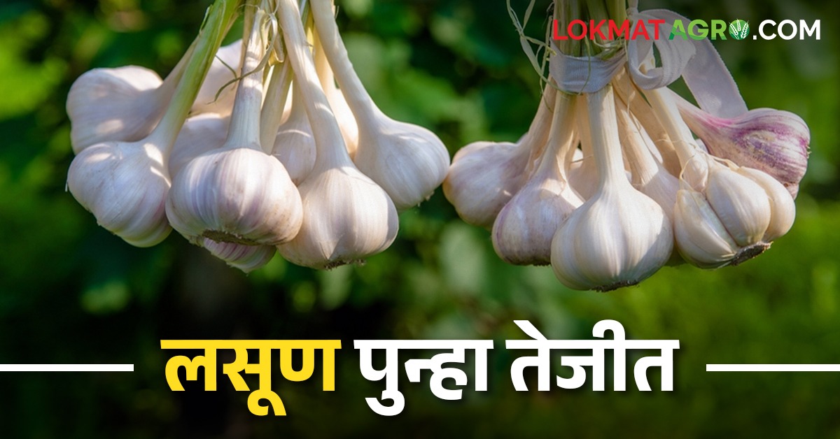 लसूण २०० पार; पालेभाज्यांची आवक घटल्याने इतर भाज्यांचेही भाव चढते ...