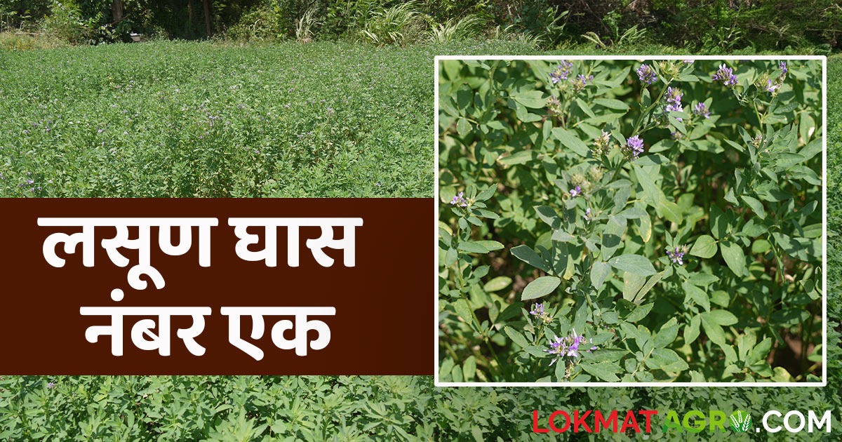 Lasun Ghas : सकस चारा लसूण घासाच्या जास्त कापण्यासाठी कशी कराल लागवड ...