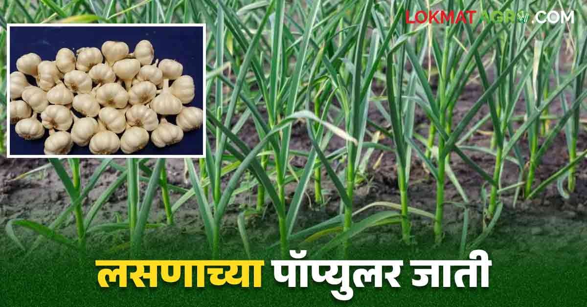 Lasun Lagwad : लसूण लागवड करताय? ह्या आहेत लसणाच्या अधिक उत्पादन ...