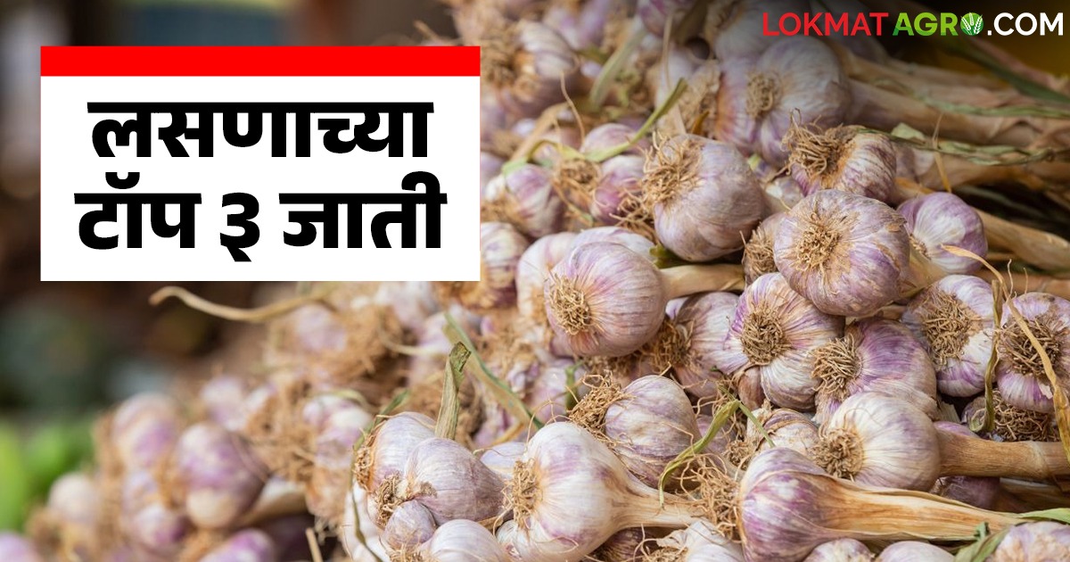 Garlic Varieties : रब्बी हंगामात लसणाच्या 'या' तीन जातींची लागवड करा ...