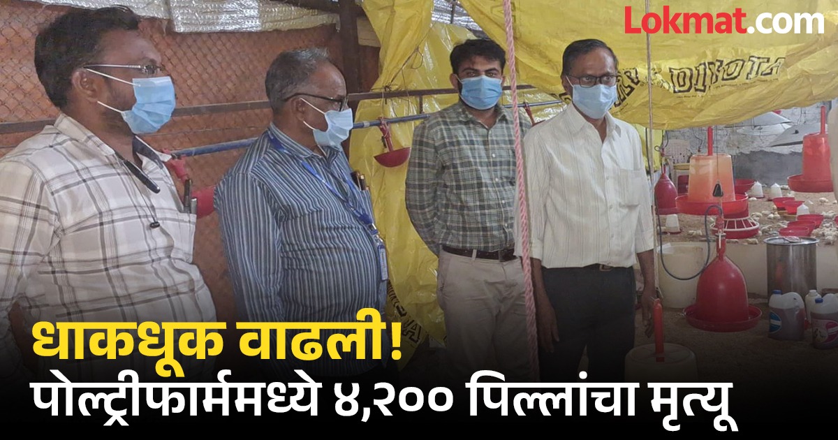 धाकधूक वाढली! पोल्ट्रीफार्ममध्ये ४,२०० पिल्लांचा मृत्य, लातूर जिल्ह्यातील घटना Latur Marathi ...