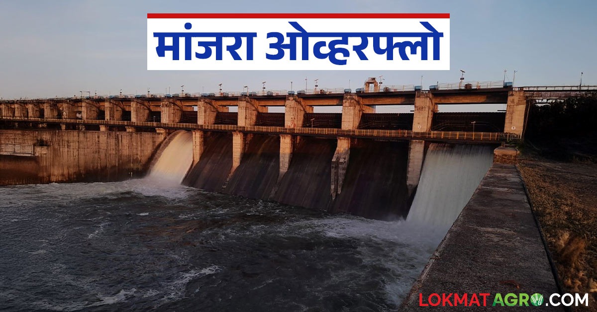 मांजरा, निम्न तेरणासह मध्यम प्रकल्पही ओव्हरफ्लो; रब्बी हंगामाची चिंता ...