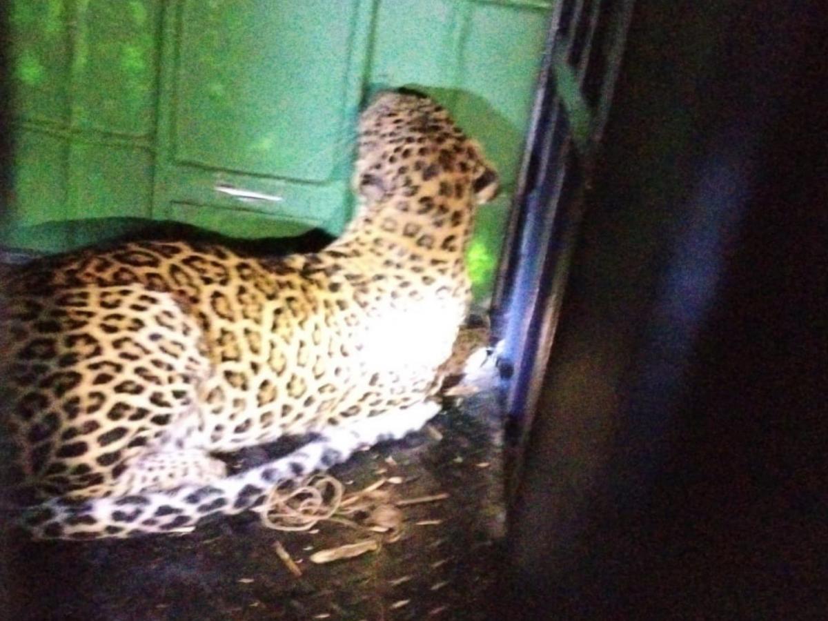 Leopard Attack : जुन्नर परिसरात वनविभाग सक्रिय; दोन बिबट माद्या ताब्यात ...