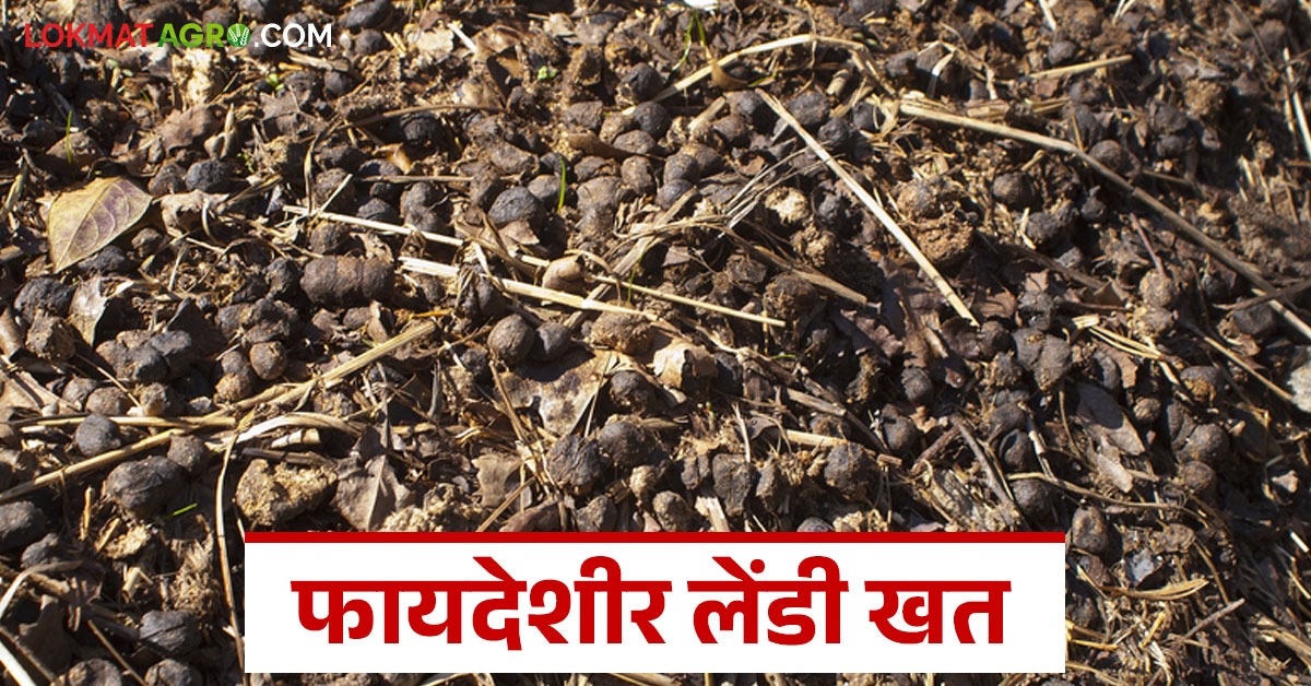 शेणखताऐवजी लेंडीखत वापरल्यास उत्पादनात वाढ होते का? जाणून घ्या सविस्तर ...