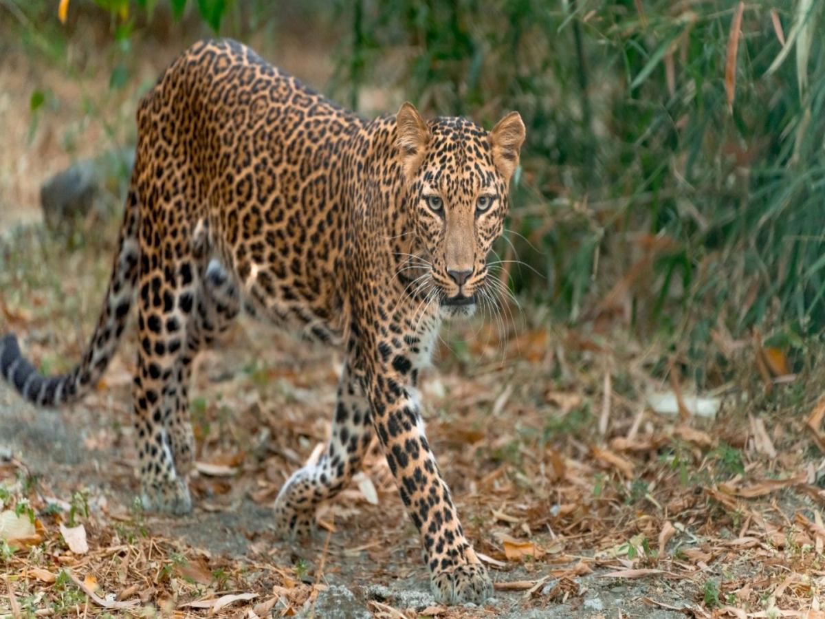 Leopard Attack In Otur : ओतूर येथे धुमाकूळ घालणारा बिबट्या जेरबंद Pune ...