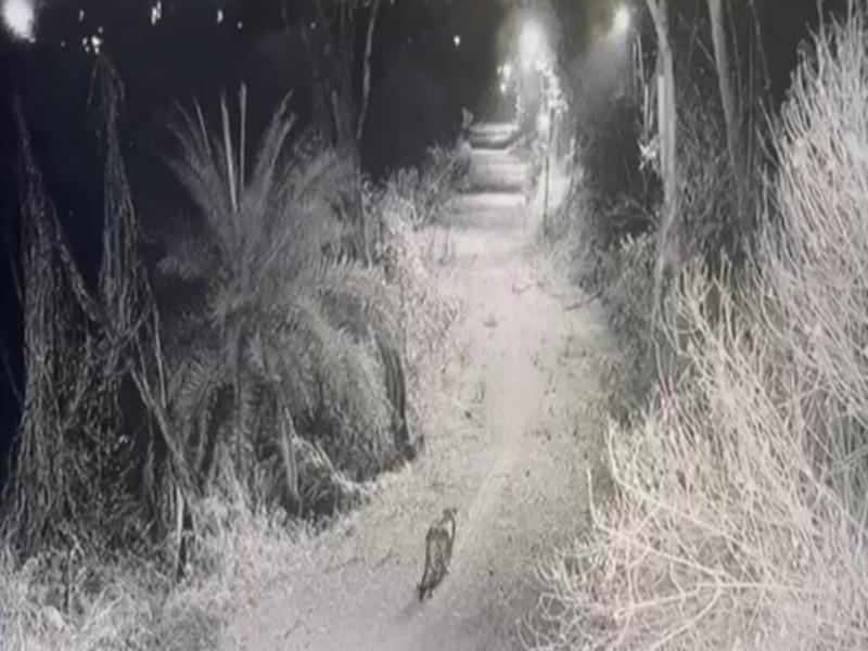 बेपत्ता बिबट्या कात्रज प्राणी संग्रहालयातच; CCTV समोर, शोध घेण्यासाठी ...