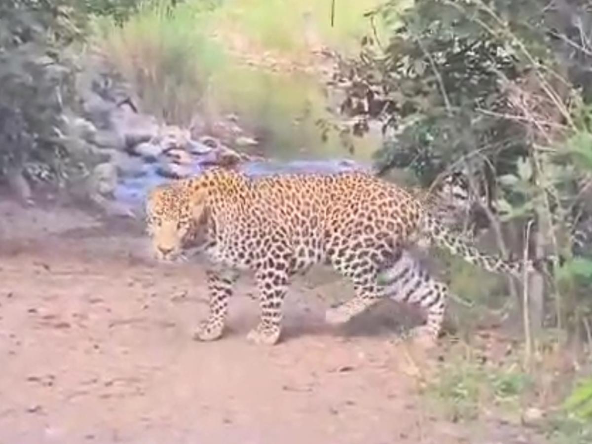 बिबट्याच्या हल्ल्यात मृत्यू; आता २५ लाख मिळणार, हल्ला झाल्यास १९२६ वर ...