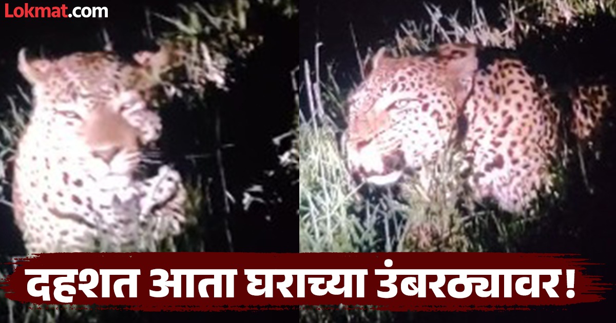 Beed: जंगल सोडून बिबट्याचा थेट शेतकऱ्याच्या घराजवळ दबा; 'गुरगुर' ऐकून ...