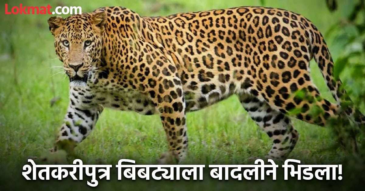 बिबट्याच्या हल्ल्यात बादली बनली कवच; १६ वर्षीय शेतकरीपुत्राने धाडसाने ...