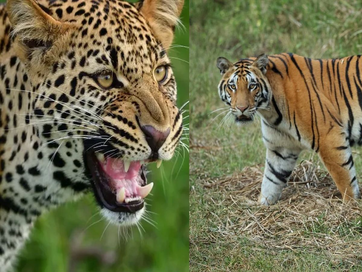 वाघ-बिबट्याची रंगली झुंज, बिबट्या ने जीव गमावला Bhandara Marathi News ...